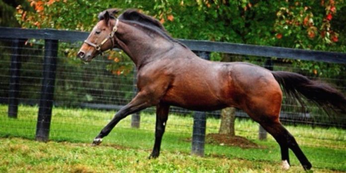 Caballos: Ojo a los 10 ejemplares más caros del mundo - Página 8