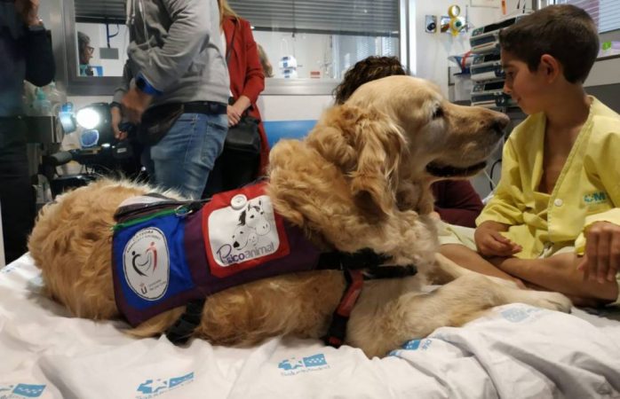 Estos son los perros que ayudan a niños en los hospitales Merca2