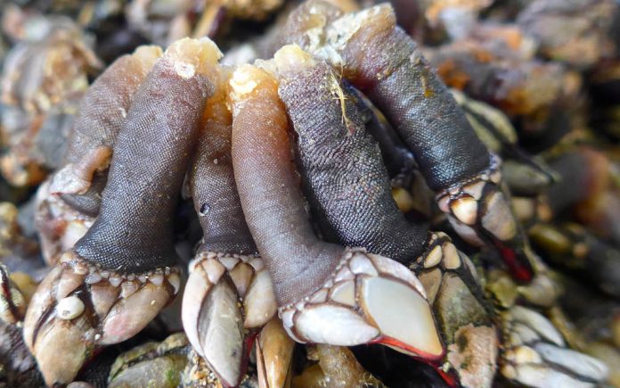 Percebes: así se hace de forma fácil el plato más famoso de Galicia