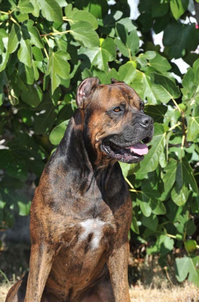 11 razas españolas de perros y sus curiosas características